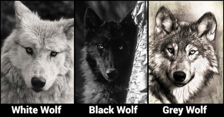 Fun Quiz: Pick Your Favorite Wolf and We Will Reveal What It Says about ...