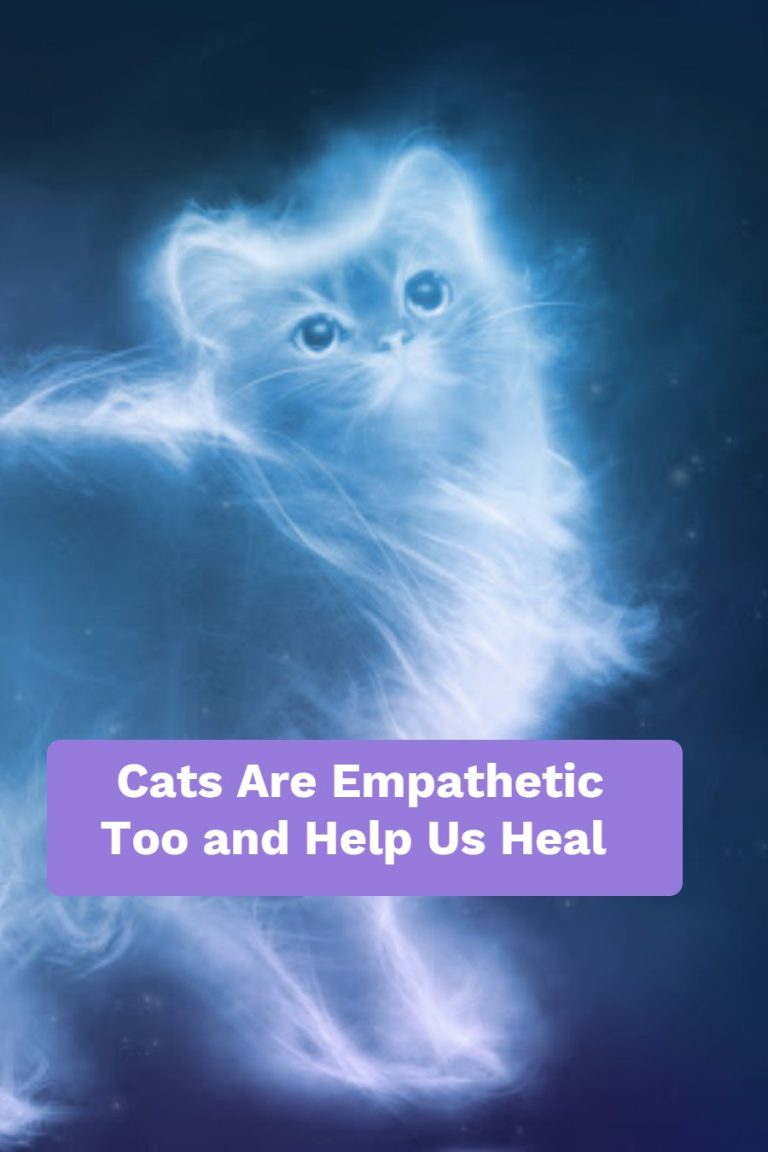 Cats Are Empathetic Too and Help Us Heal - betterifyouknow